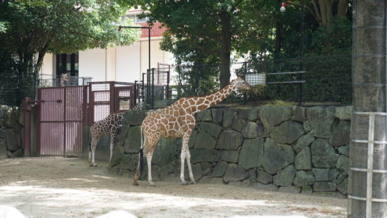 【rawpy】PythonでRAW現像 -その1 : rawpy導入編-