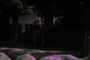 【rawpy】PythonでRAW現像 -その3 :基本現像処理編-